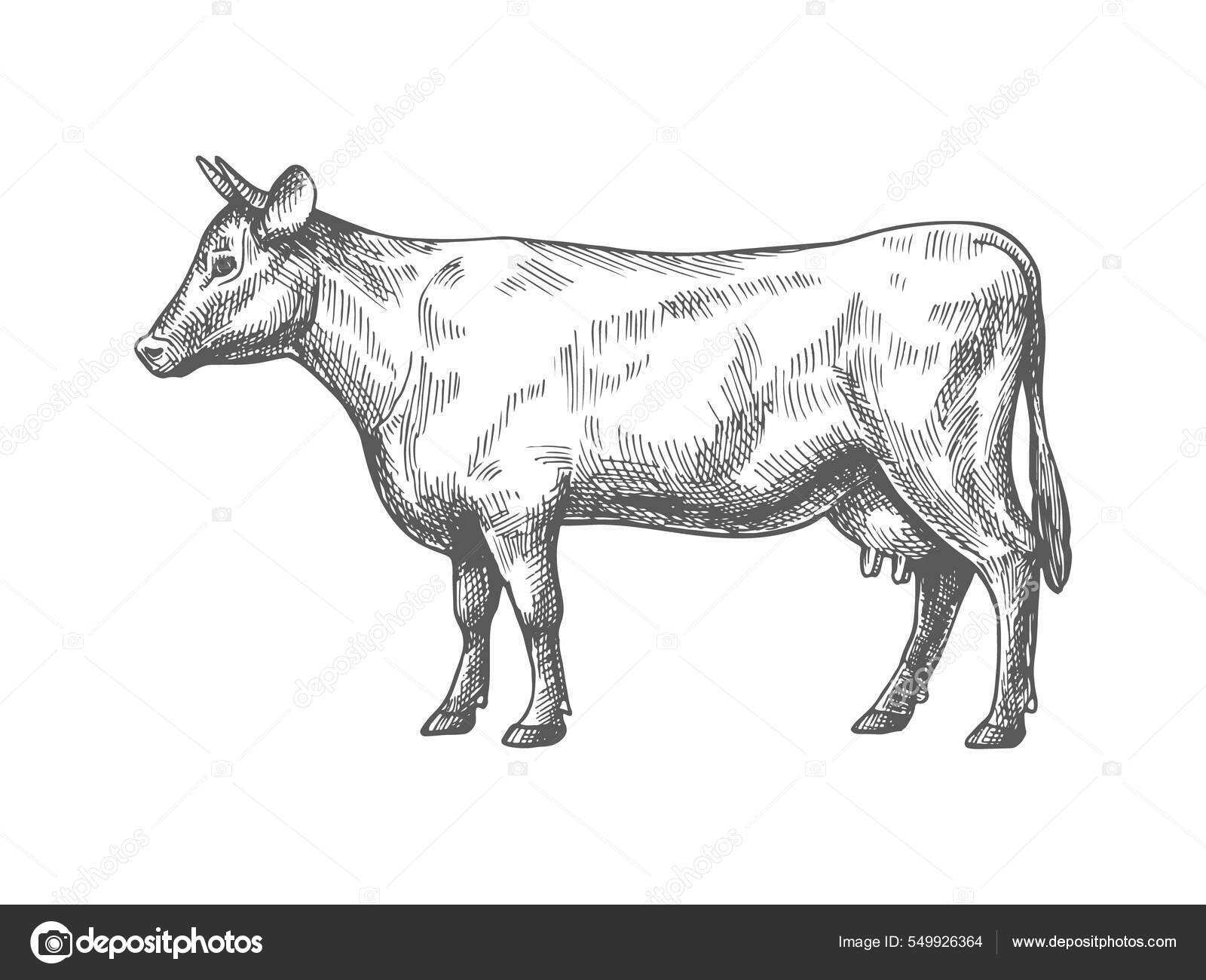 Sketsa sapi Vektor Stok oleh ©jenyakot86.gmail.com 549926364