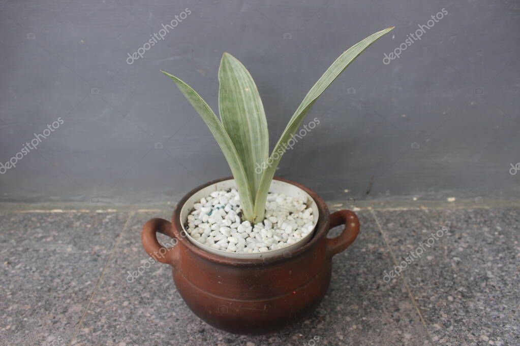 Primer plano de una planta de sansivera plateada en una maceta sobre un ...