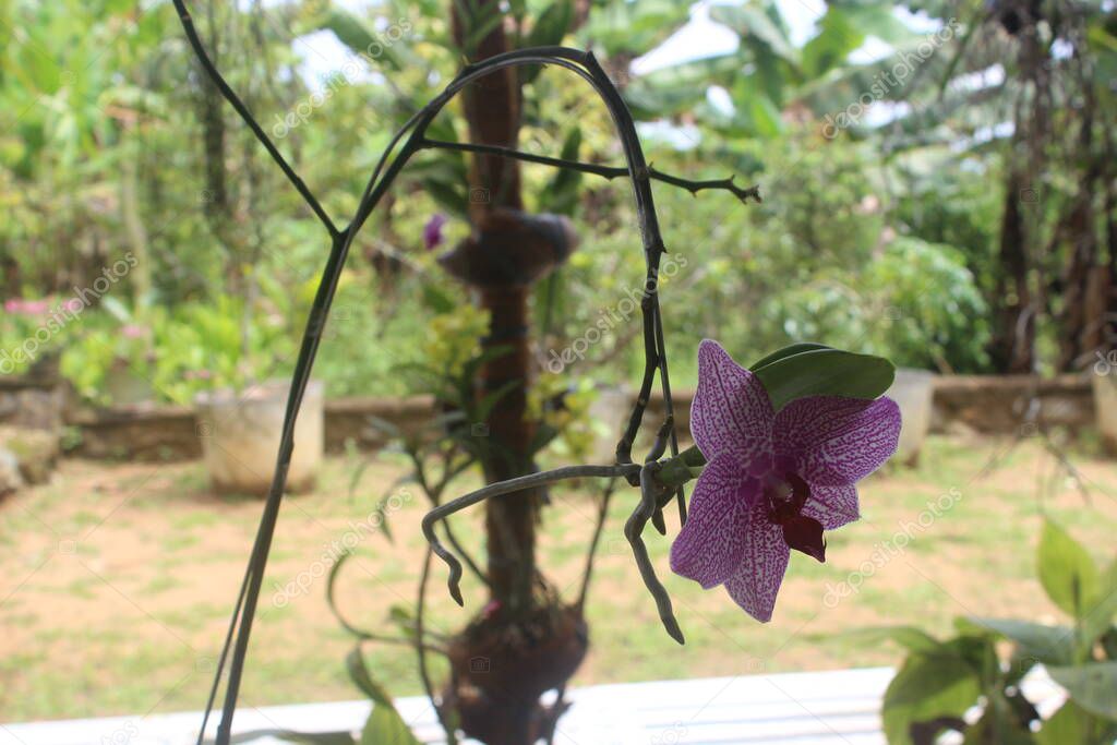 Orqu dea p rpura. Enfoque selectivo de orqu deas doritaenopsis ...