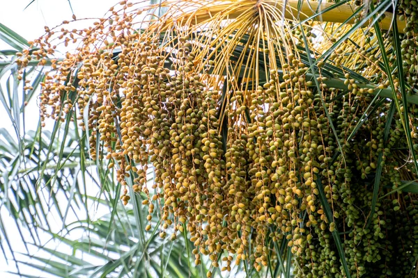 Date palm tree leaf Images - Search Images on Everypixel