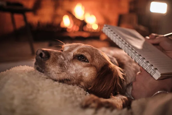 Blurred dog lying on sofa and resting near burning fireplace in cozy ...