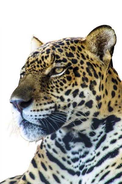 Black jaguar animal Stock Photos, Royalty Free Black jaguar animal ...