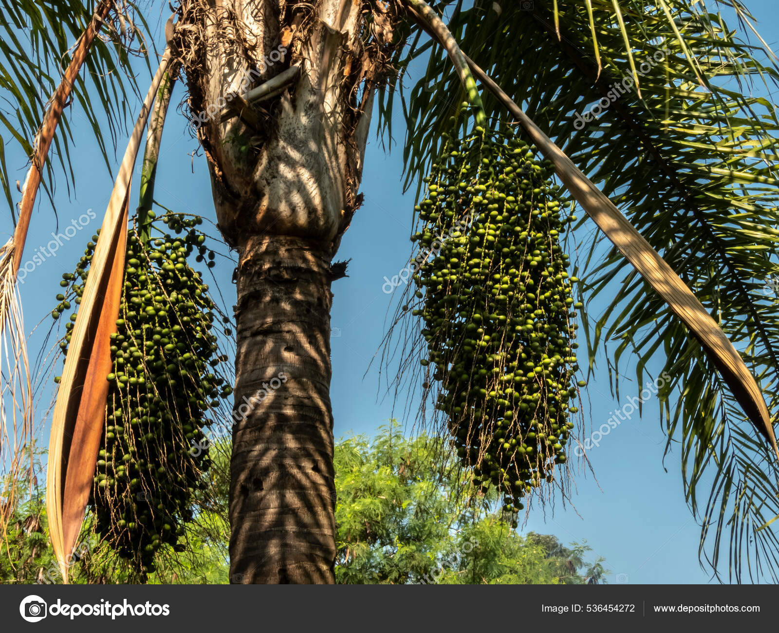 Syagrus Romanzoffiana