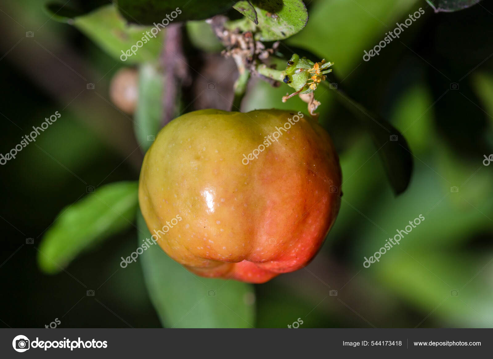 Detail Green Barbados Cherry Acerola Fruit Malpighia Glabra Linn Tree ...