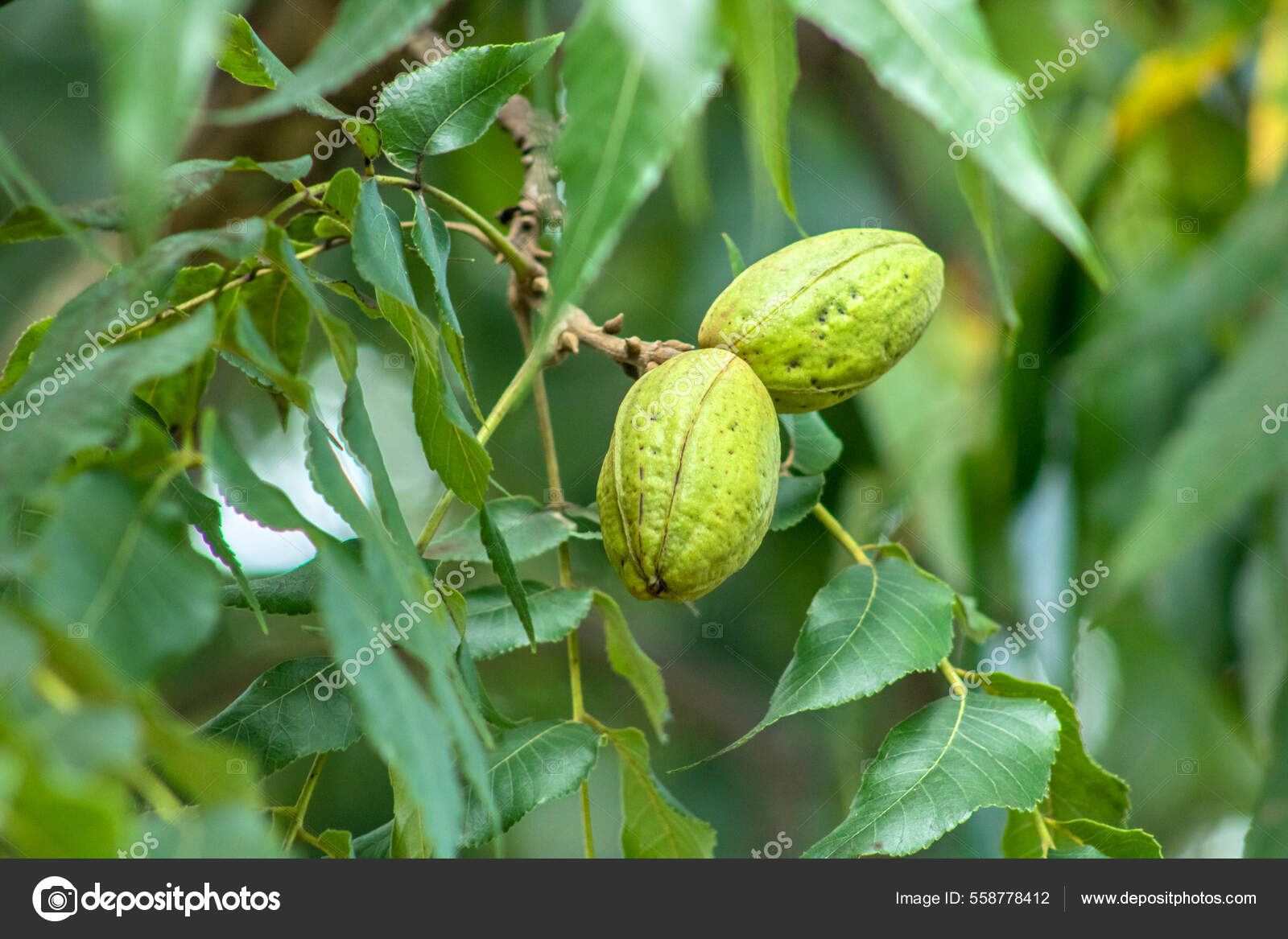 Green Pecan Nuts Growing Tree Brazil Stock Photo by ©alfribeiro 558778412
