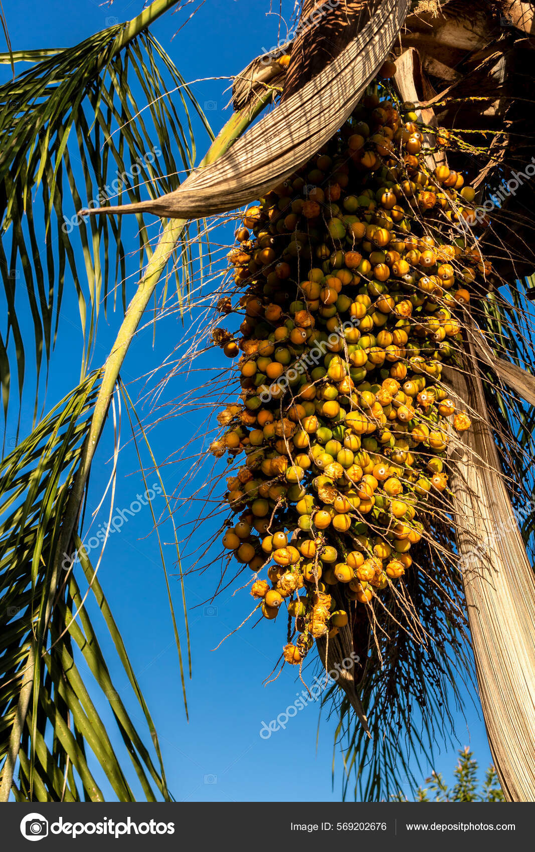 Queen Anne Palm Fruit