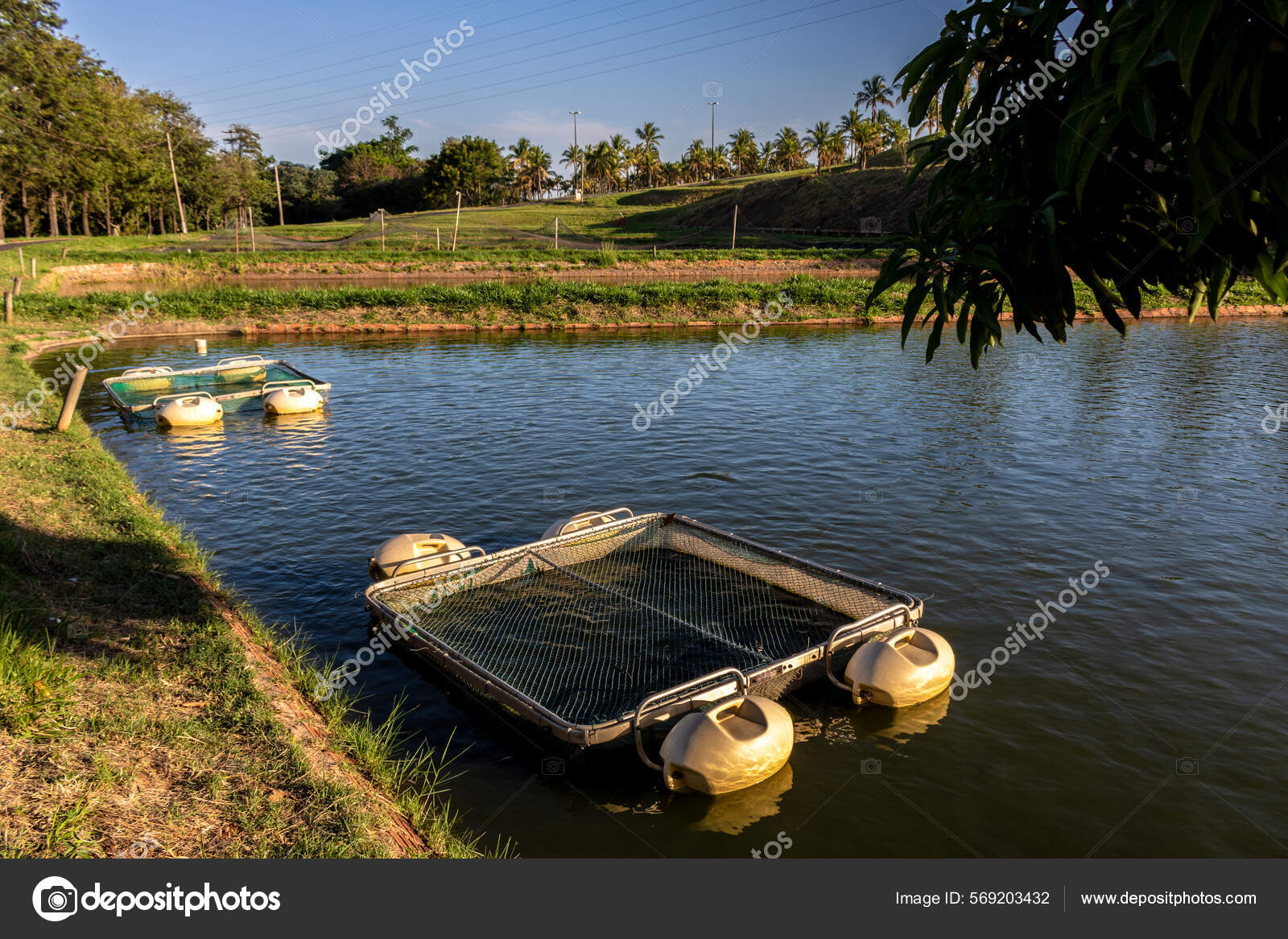 Tanks Used Raising Tilapia Fish Farm Brazil Stock Photo by ©alfribeiro ...