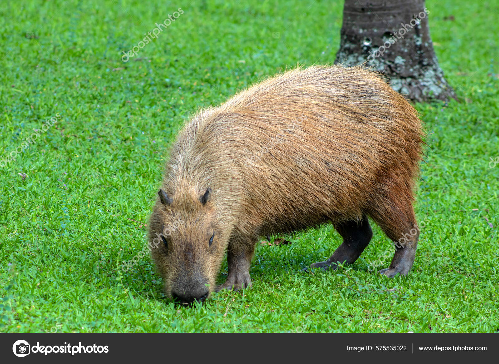 Roedor Vivo Más Grande Del Mundo Capybara Hydrochoerus Hydrochaeris ...