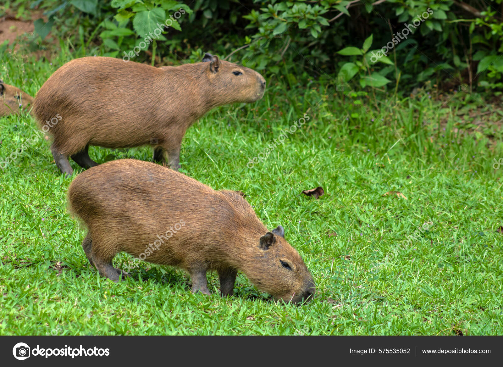 Le Plus Grand Animal Vivant Au Monde