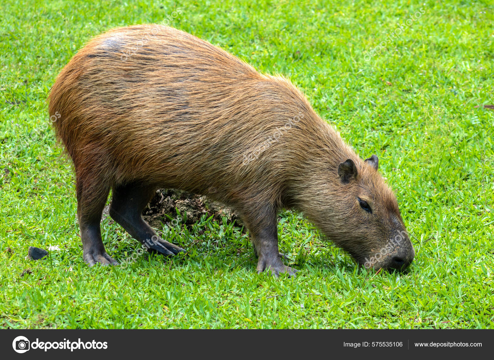 Roedor Vivo Más Grande Del Mundo Capybara Hydrochoerus Hydrochaeris ...