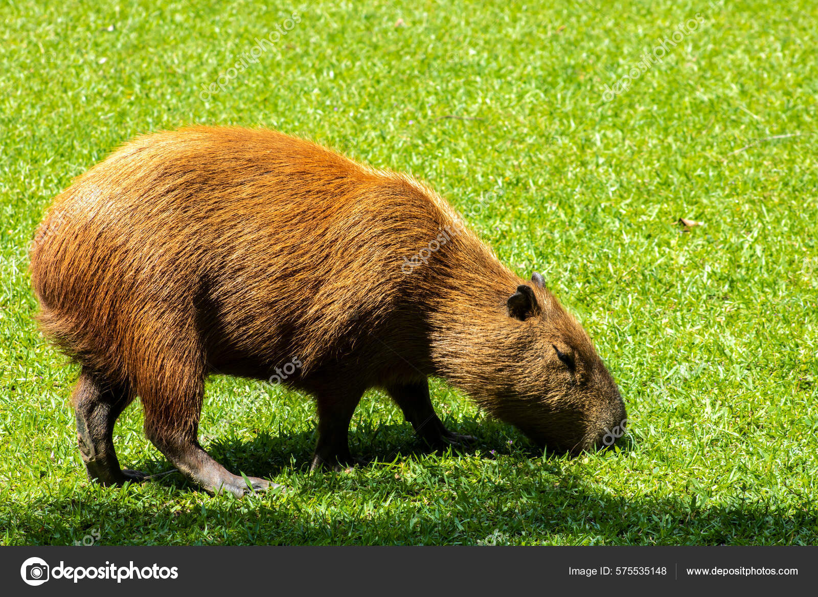 Grand Rongeur Vivant Monde Capybara Hydrochoerus Hydrochaeris Sur ...