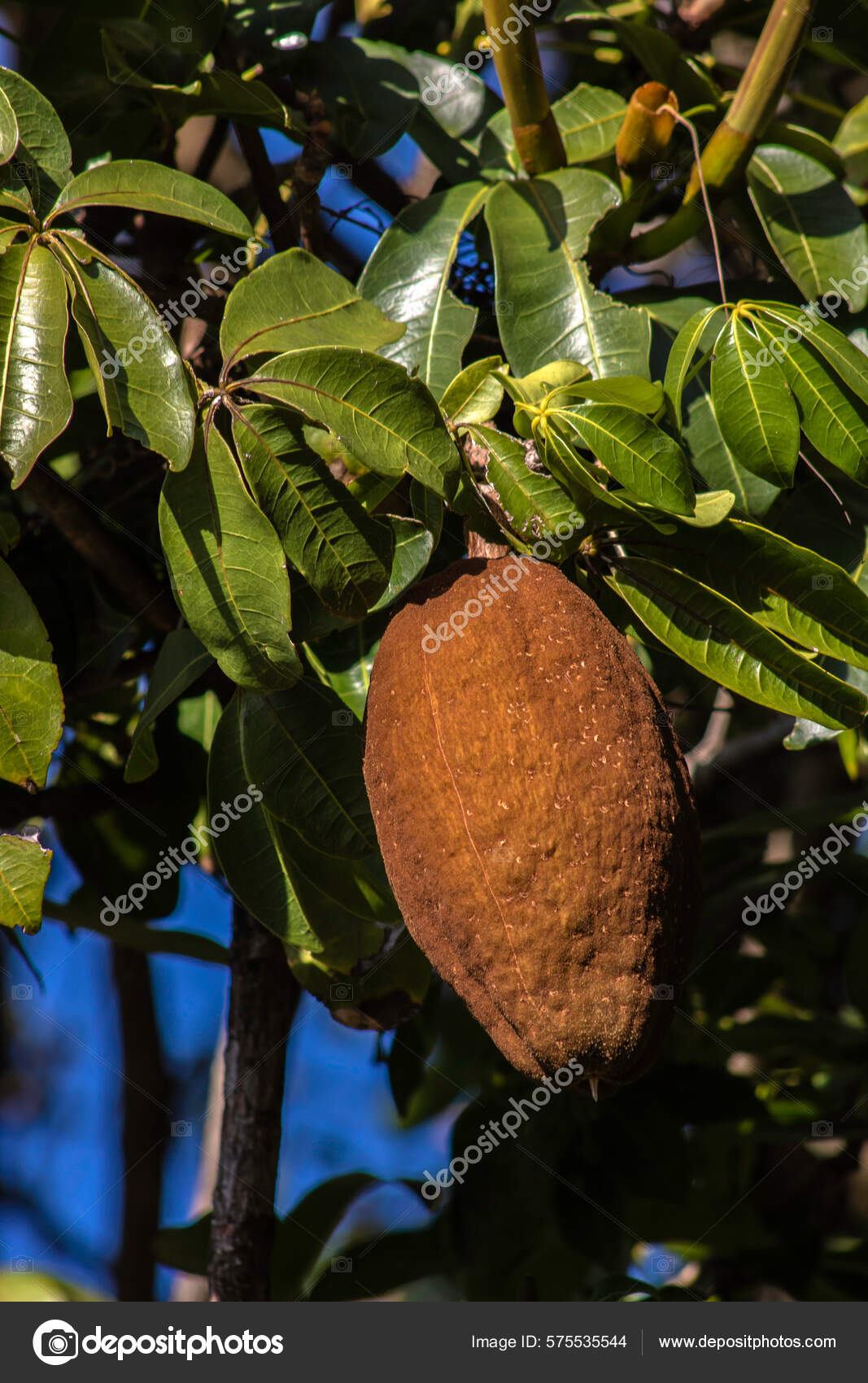 Pachira Aquatica Fruit