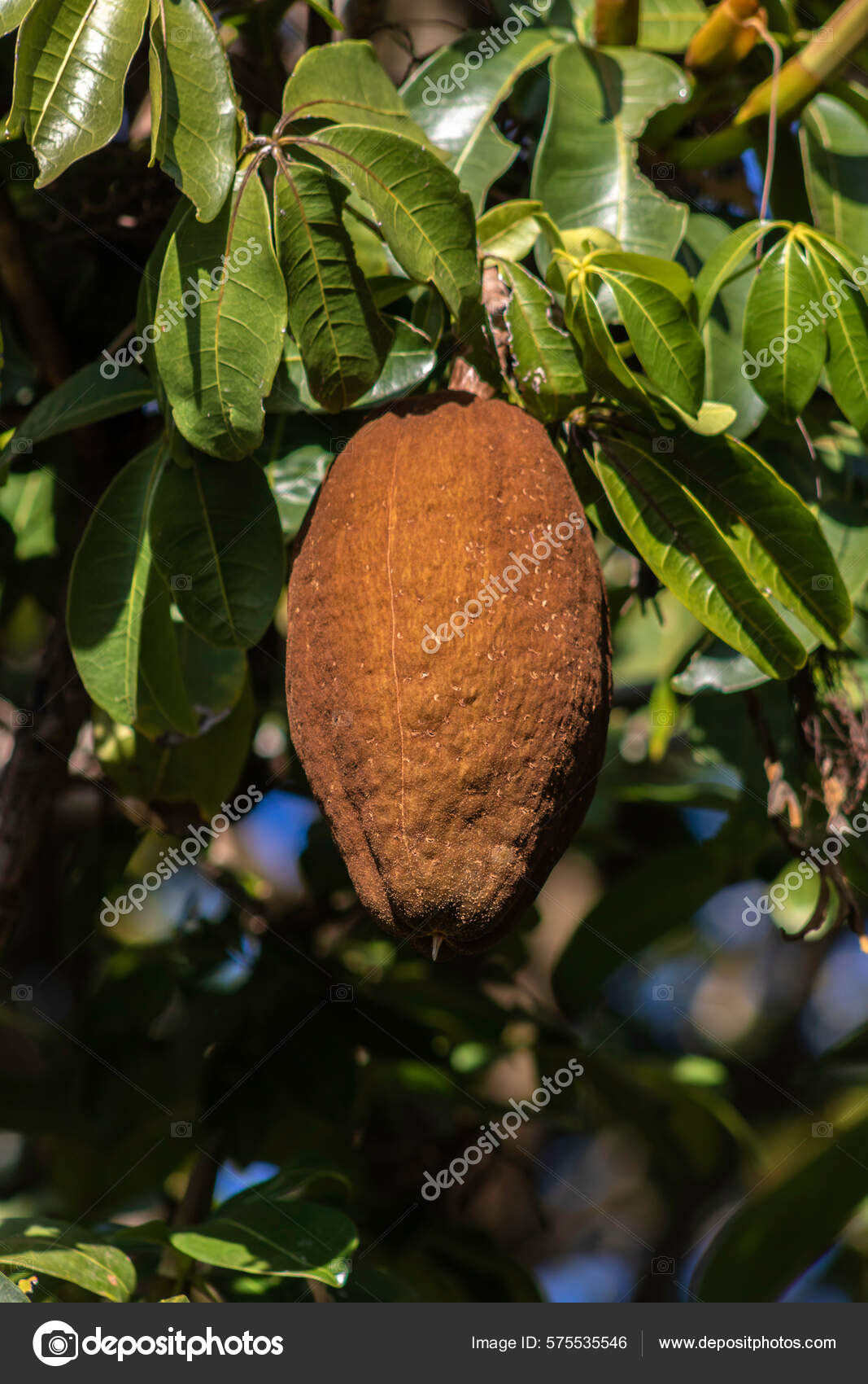 Monguba Fruit Pachira Aquatica Popularly Known Munguba Wild Cacaoon ...