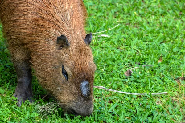 Roedor Vivo Más Grande Del Mundo Capybara Hydrochoerus Hydrochaeris ...