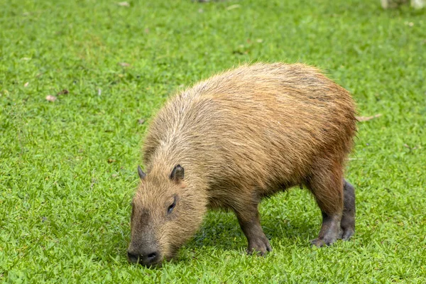 Roedor Vivo Más Grande Del Mundo Capybara Hydrochoerus Hydrochaeris ...