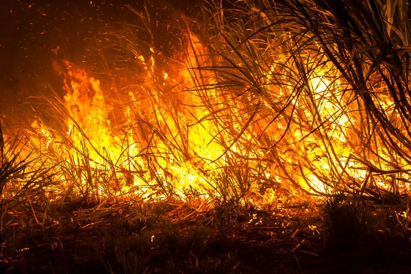 Cane fire Stock Photos, Royalty Free Cane fire Images | Depositphotos