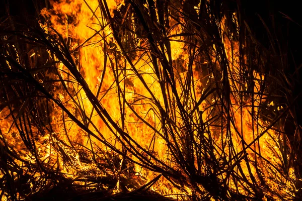 Cane fire Stock Photos, Royalty Free Cane fire Images | Depositphotos