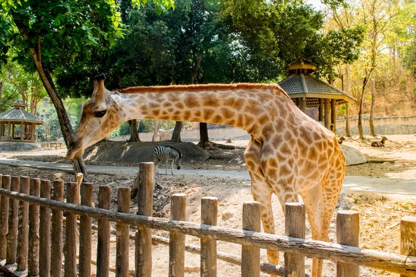 Riyadh zoo Stock Photos, Royalty Free Riyadh zoo Images | Depositphotos