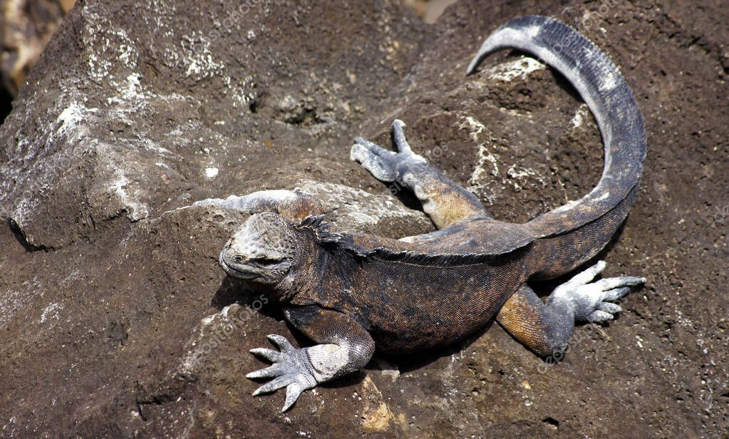 Este animal único es el único lagarto marino del mundo. La iguana ...