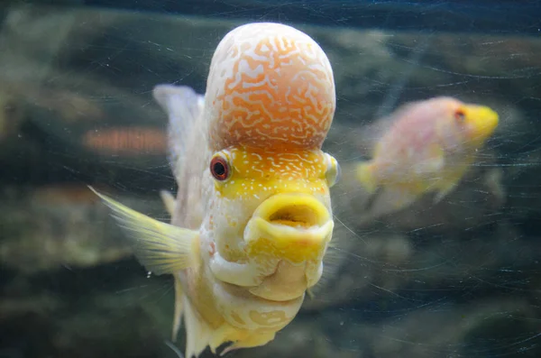 Smiley face fish pirarucu Stock Photos, Royalty Free Smiley face fish ...