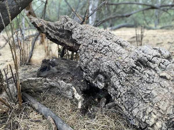 Dead tree in australia Stock Photos, Royalty Free Dead tree in ...