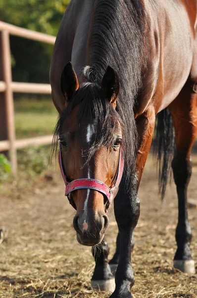 Portrait of bay horse in a paddock at sunny autumn day - Stock Image ...