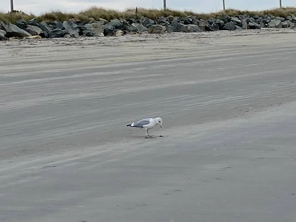 Seagull poop Stock Photos, Royalty Free Seagull poop Images | Depositphotos