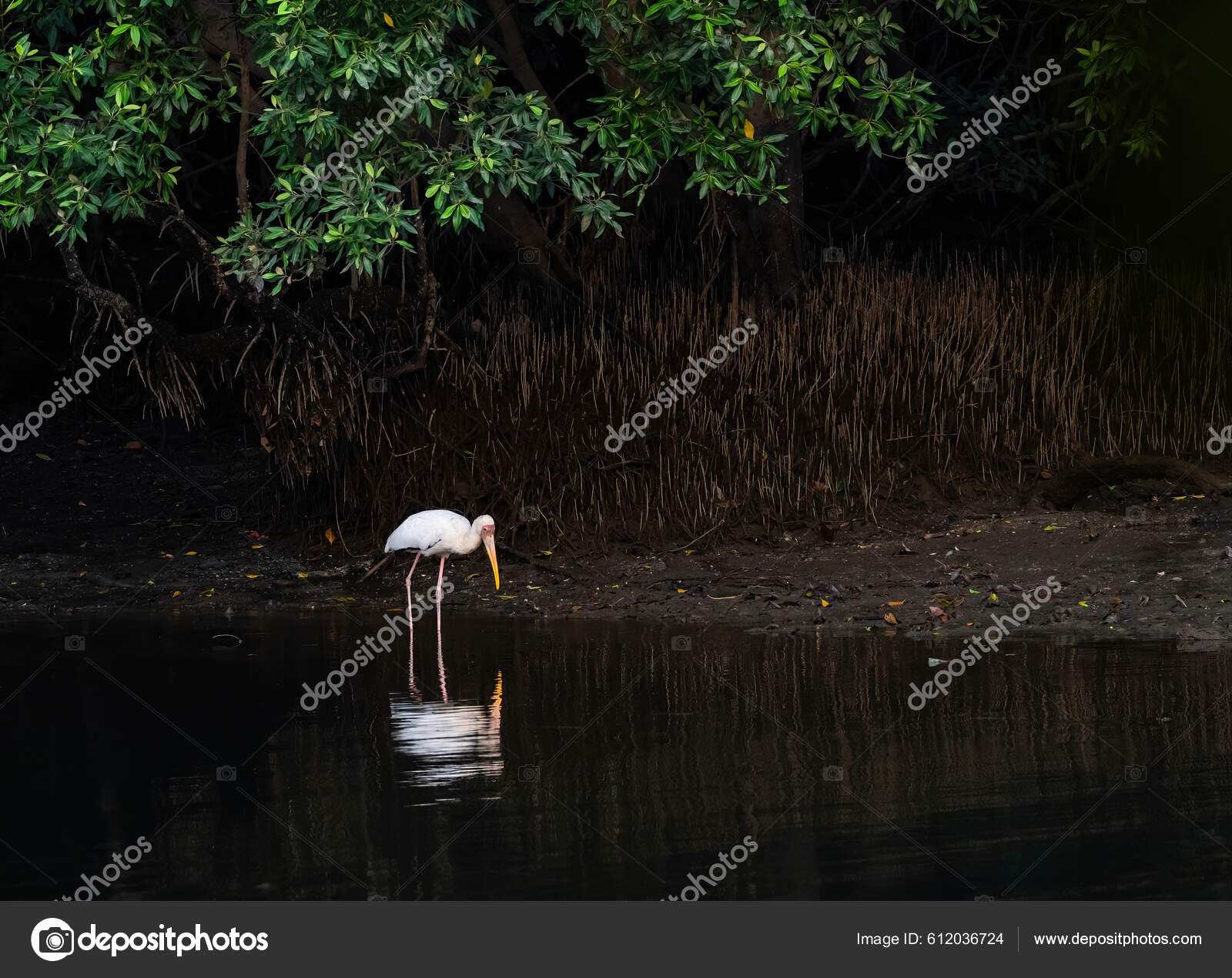 Beautiful Shot Milky Stork Looking Fish Wetland — Stock Photo ...