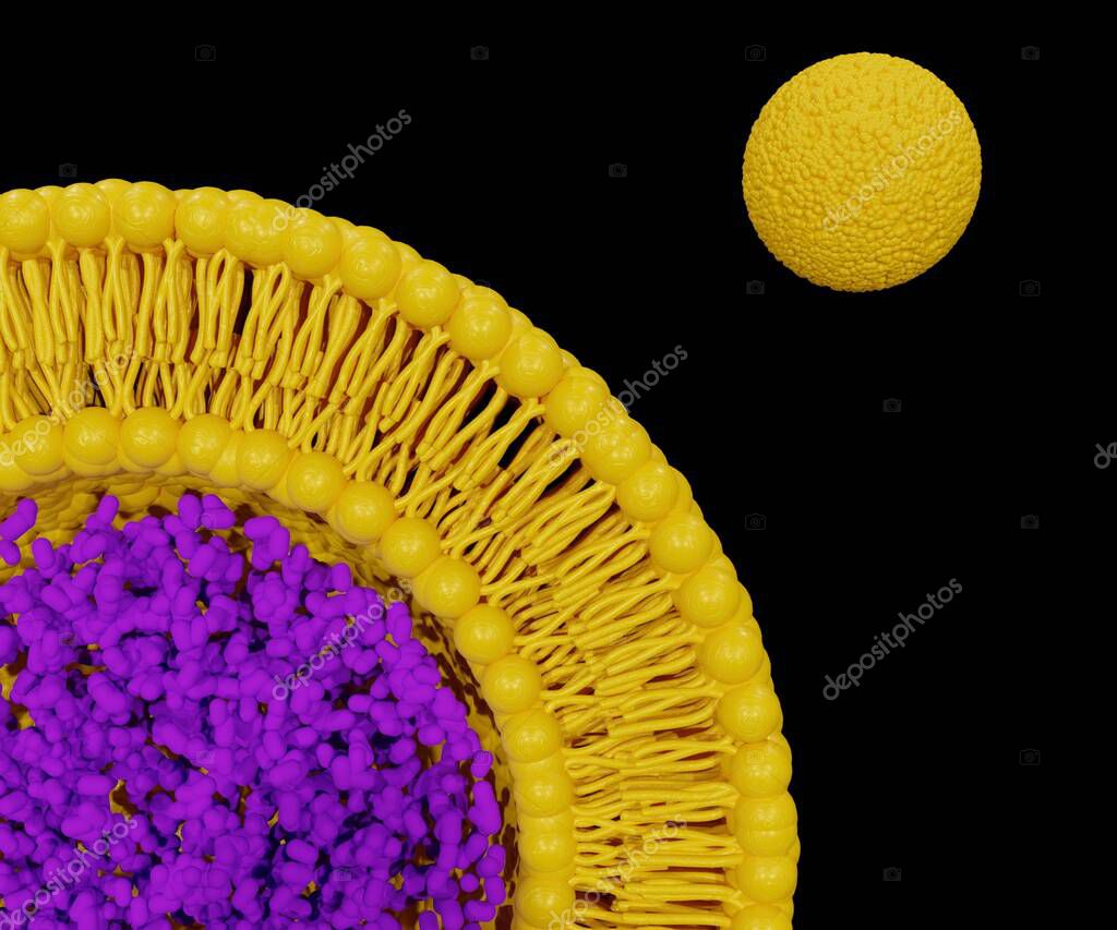 Las nanopartículas compuestas de lípidos (liposoma) se pueden utilizar ...