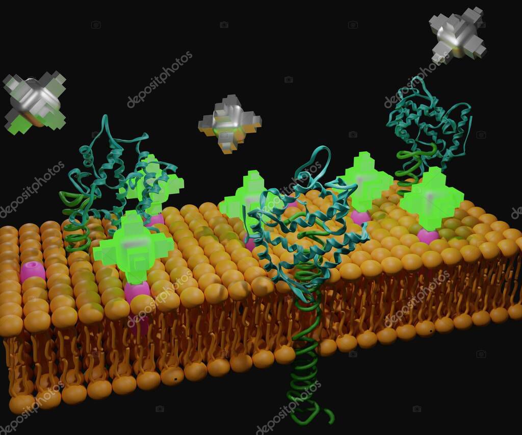 Sondas de bioluminiscencia para detectar la expresión de proteína de ...
