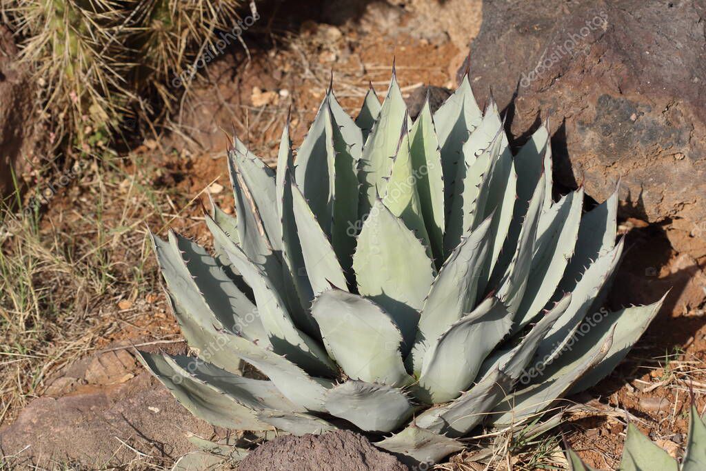 Agave parryi, conocida como agave de Parry o agave mescal, es una ...