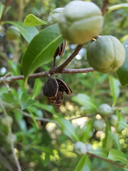 Jackalberry Tree Fruit