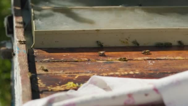 382 Ekstrakcja miodu Videos, Royalty-free Stock Ekstrakcja miodu Footage | Depositphotos