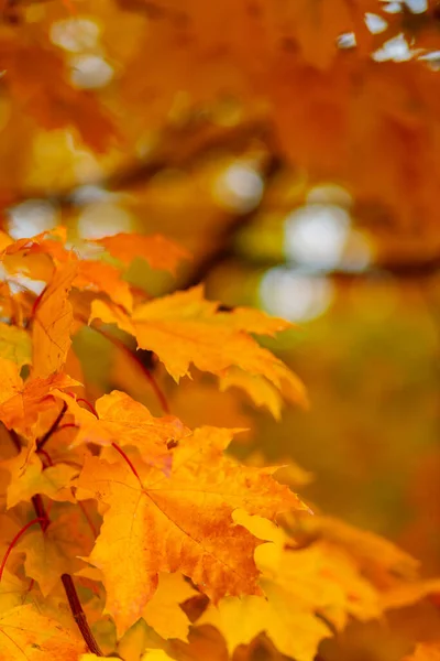 Yellow maple leaves on the branches. Autumn nature background with maple tree leaves. Copy space ...