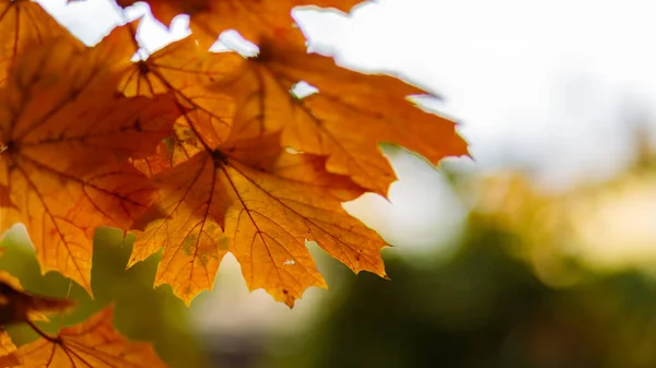 Yellow maple leaves on the branches. Autumn nature background with maple tree leaves. Copy space ...