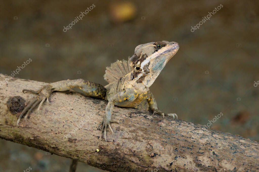 Sloughing basilisco común también conocido como lagarto de Jesucristo ...