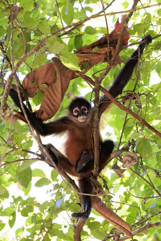 Mono araña negra descansando en la selva tropical del Parque Nacional ...