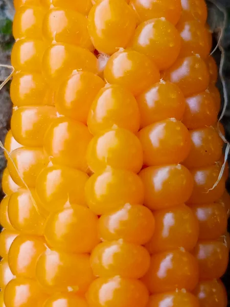 Corn shocks Stock Photos, Royalty Free Corn shocks Images | Depositphotos