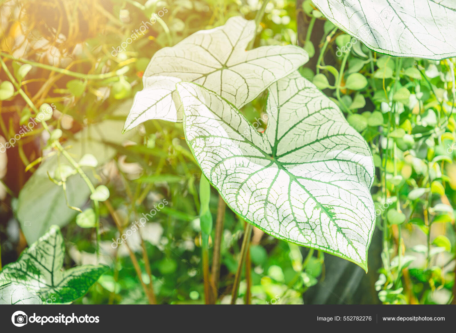Alocasia Macrorrhizos Bleach White Leaf Green Plant Plant Disease ...