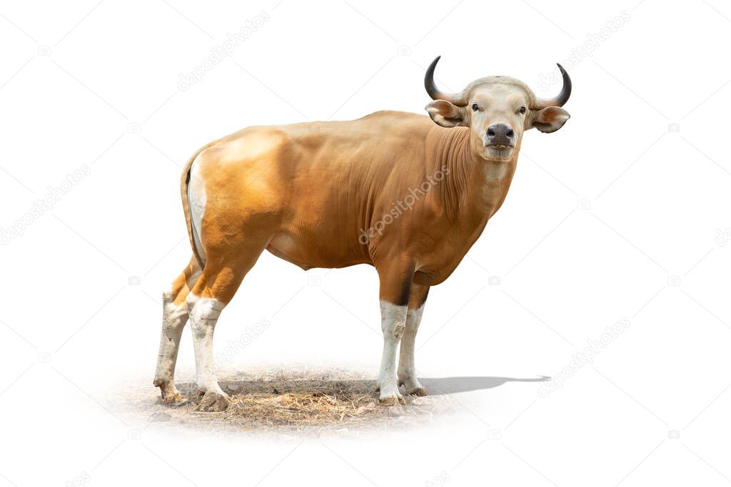 Vaca roja de Banteng o Tembadau especie rara en el zoológico aislada ...