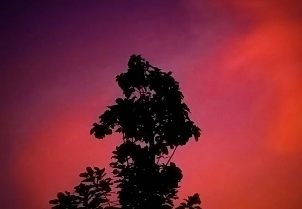 Look up silhouette Stock Photos, Royalty Free Look up silhouette Images | Depositphotos