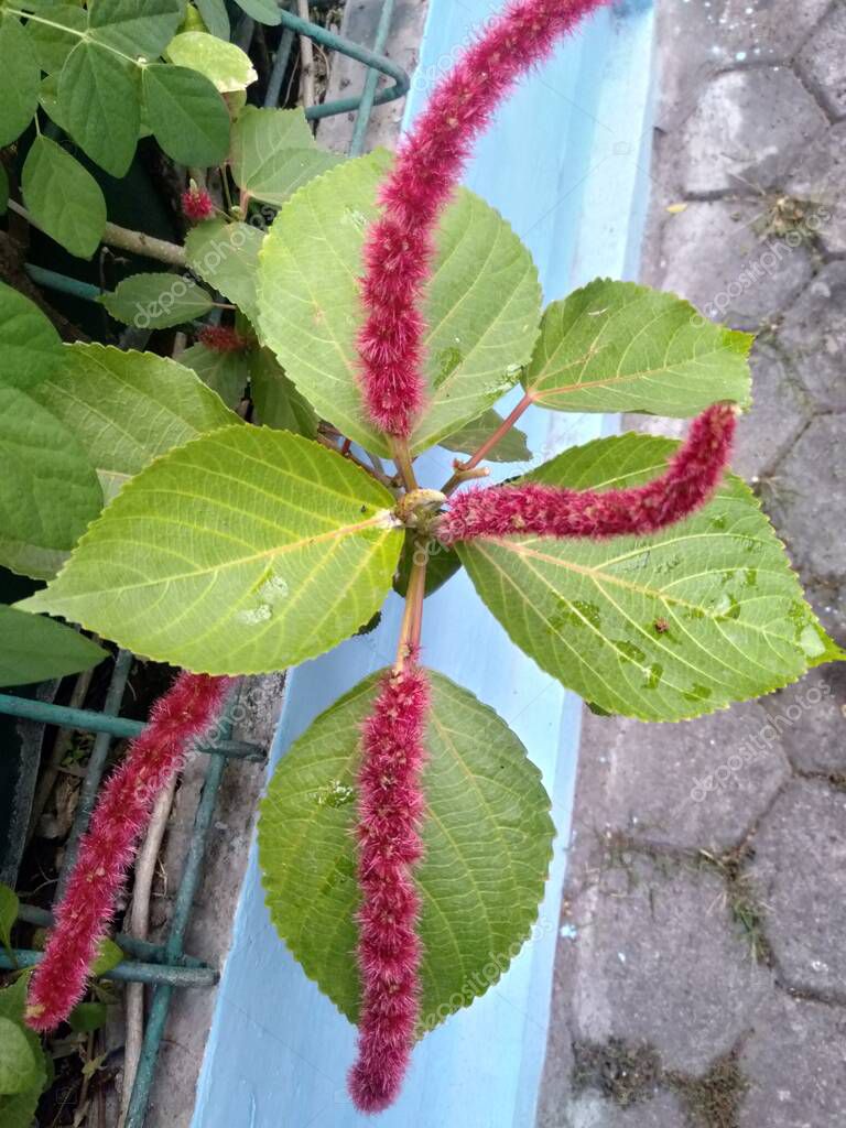 Tanaman ekor kucing o akalifa o akalipa (Acalypha hispida) es un ...
