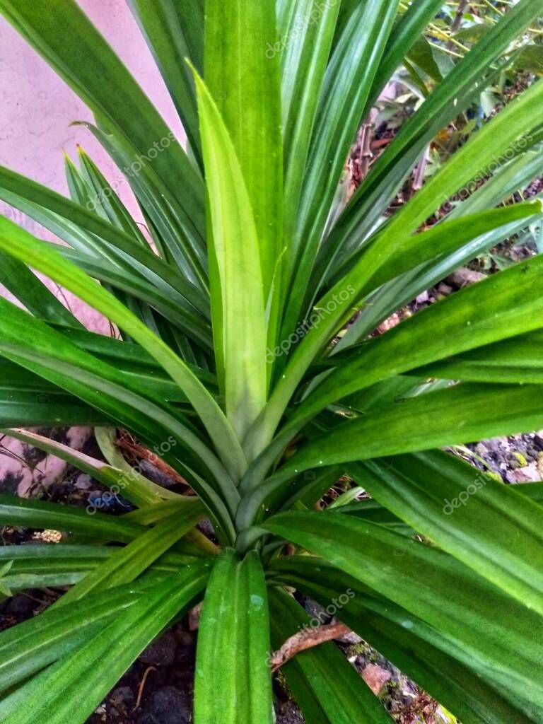 El pandan fragante es un tipo de planta monocotiledónea de la familia ...
