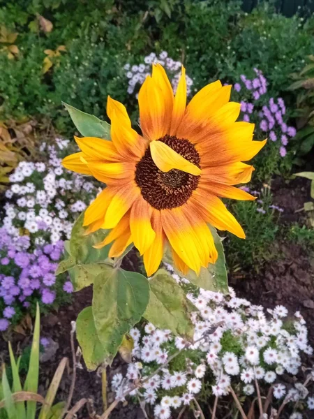 Kari wuhrer Stock Photos, Royalty Free Kari wuhrer Images | Depositphotos