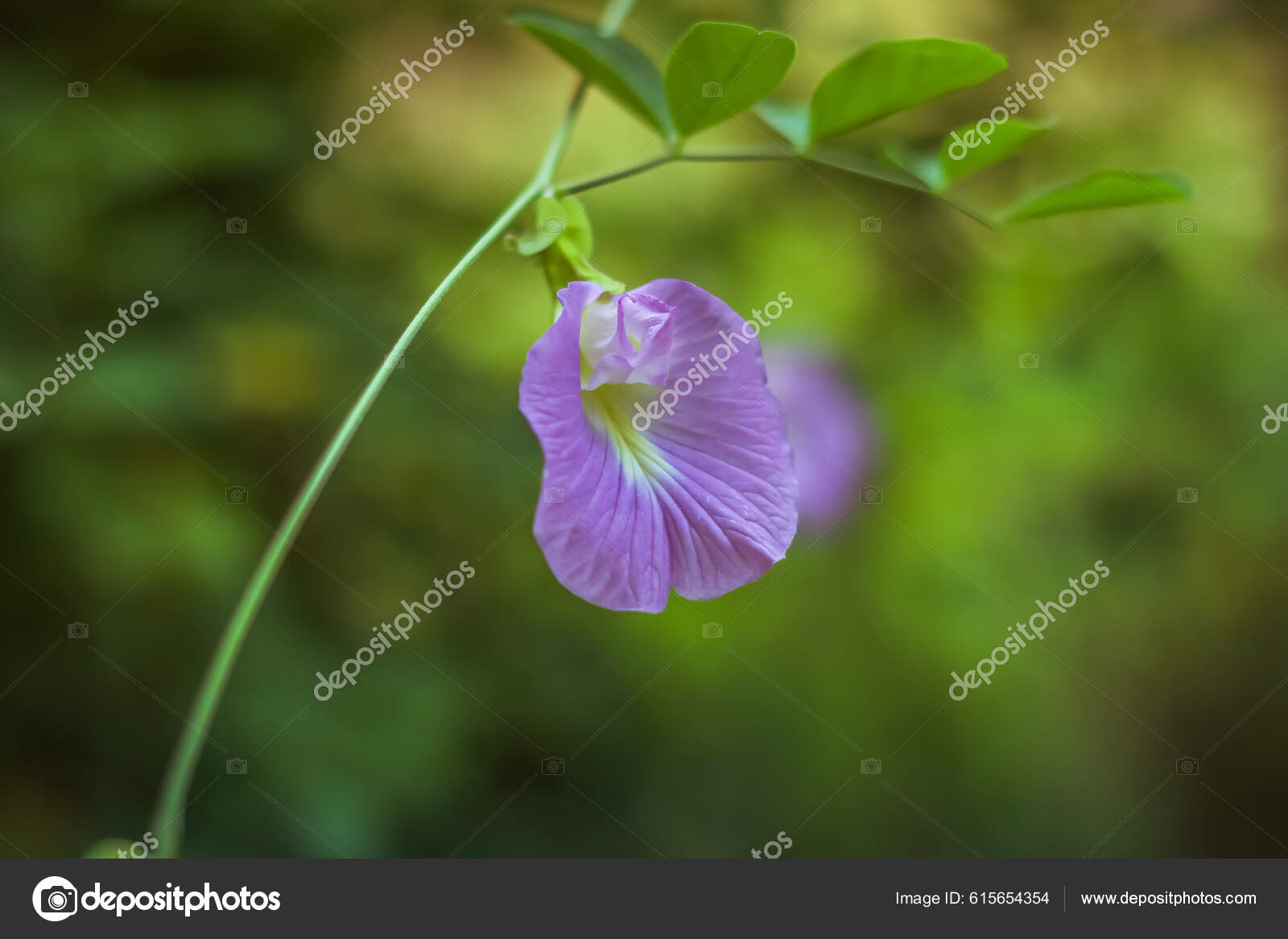 Asian Pigeonwings Clitoria Ternatea Commonly Known Asian Pigeonwings ...