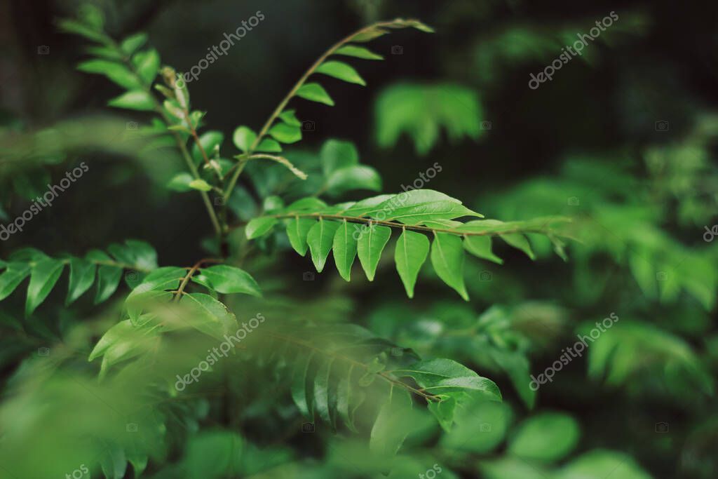 Hojas de curry Árbol jalá Murraya koenigii o Bergera koenigii, es un ...