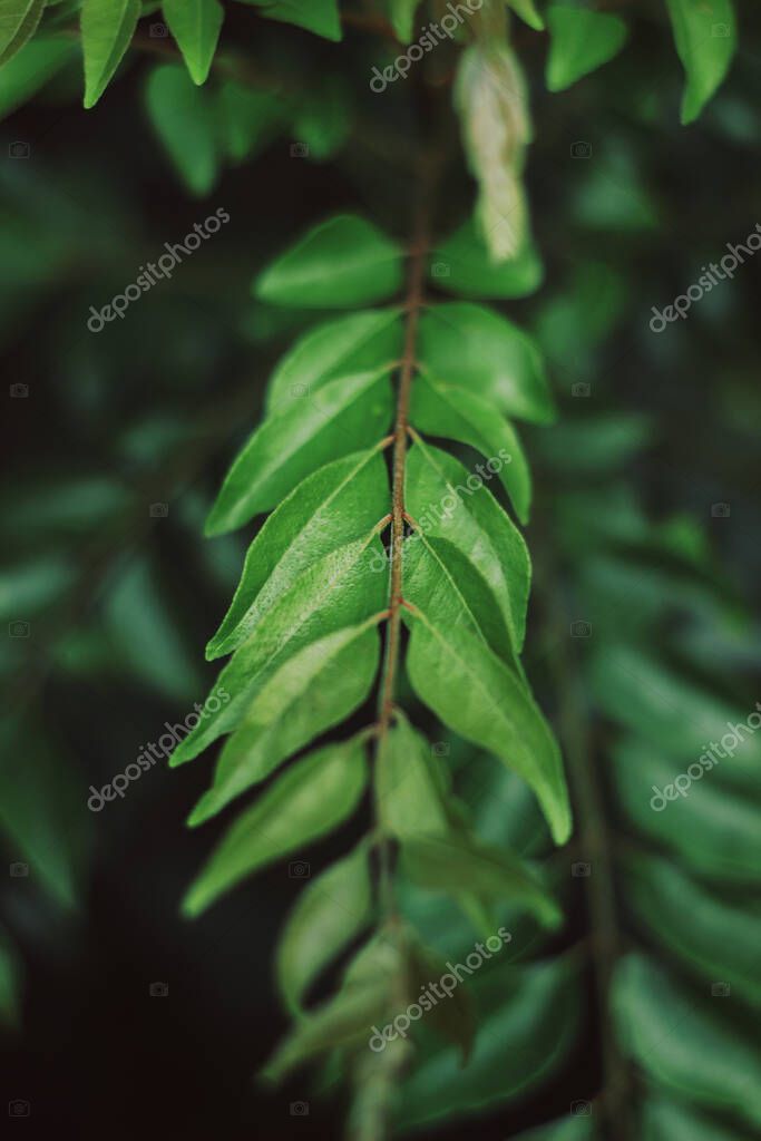 Hojas de curry Árbol jalá Murraya koenigii o Bergera koenigii, es un ...