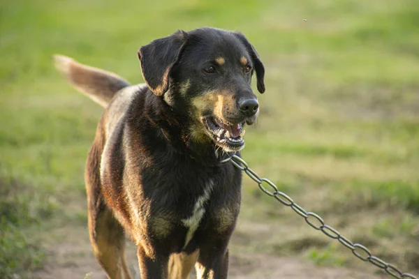 Dog at the chain in the summer. Big dog on a chain angry - Stock Image ...