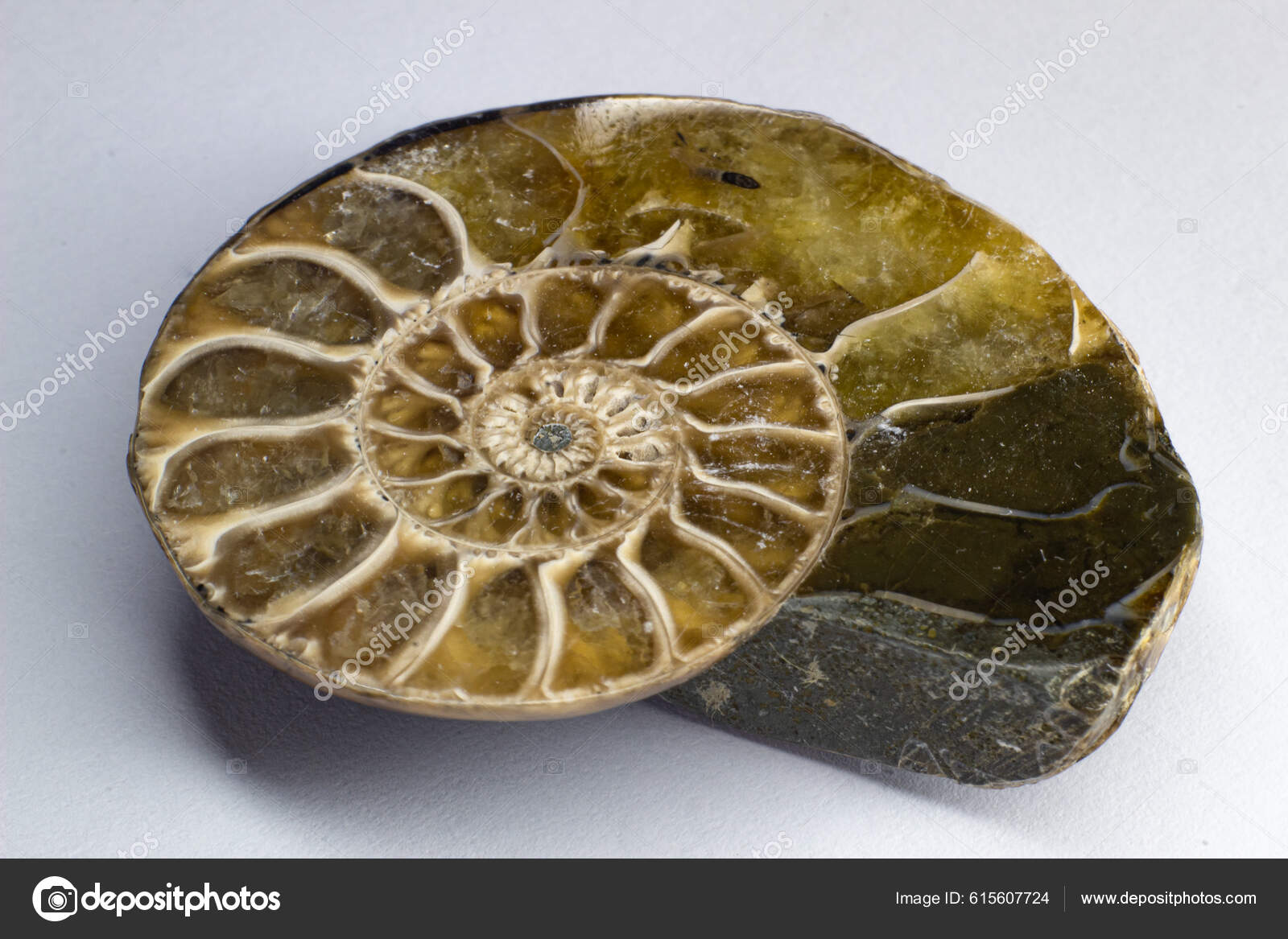 Opalized Ammonite Ammolite Fossilized Shiny Snail Shell Macro Isolated White Stock Photo by ...