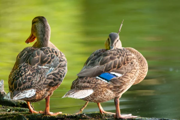 Patos azules Stock Photos, Royalty Free Patos azules Images | Depositphotos